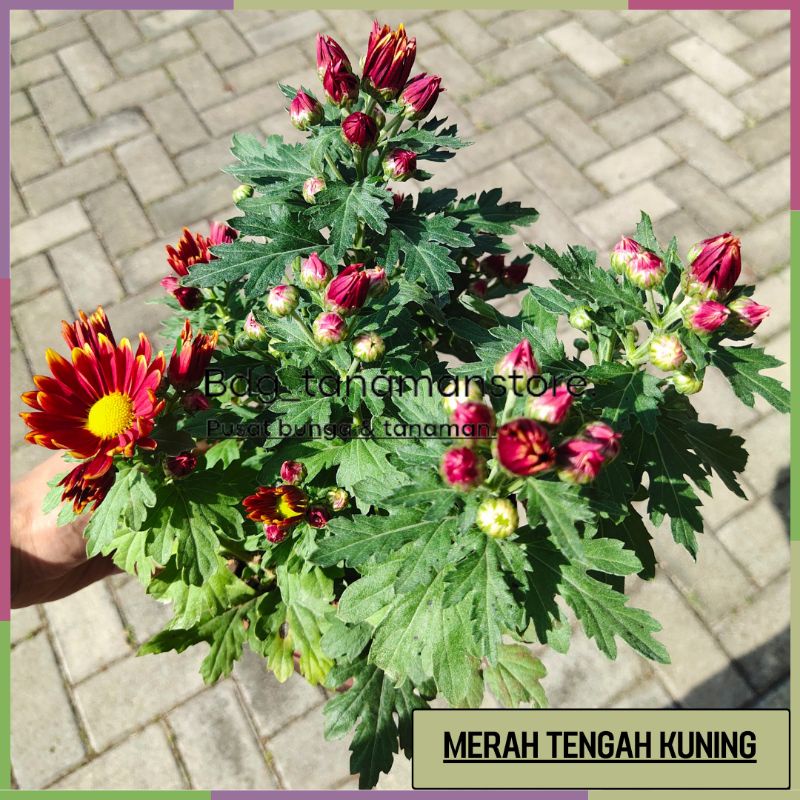 Jual TANAMAN BUNGA KRISAN SERUNI ASTER BERBUNGA CANTIK | Shopee Indonesia