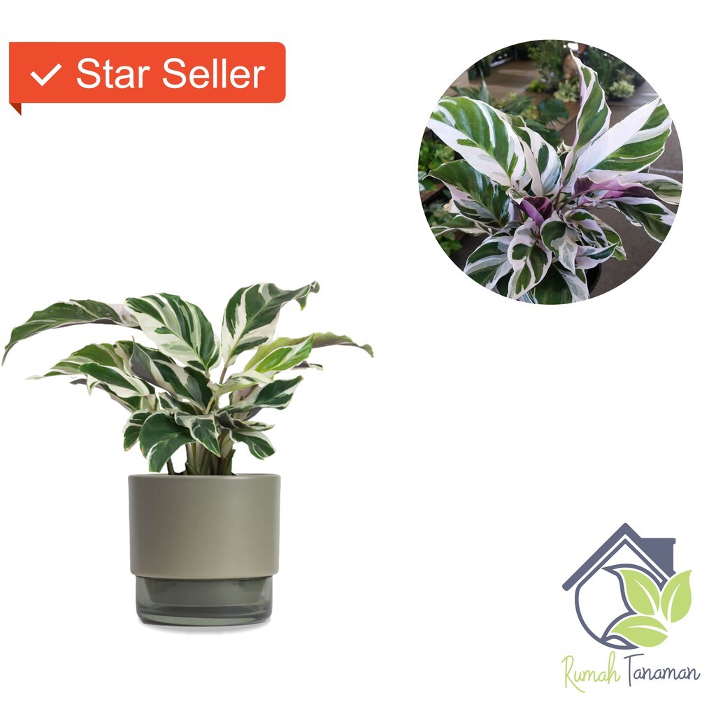Jual Tanaman Hias Calathea White Fusion I Calathea Tisu I Calathea Sapu ...
