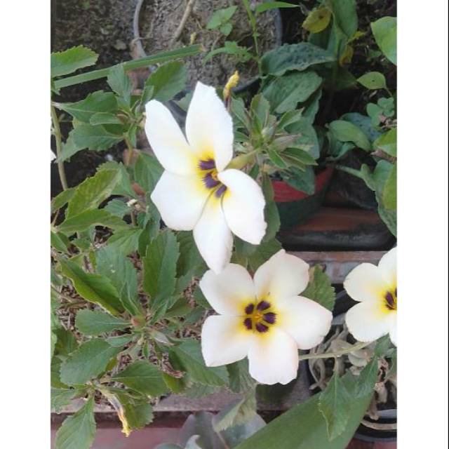 Jual bibit bunga yolanda putih | Shopee Indonesia