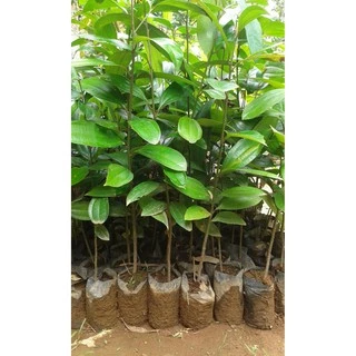 Jual bibit kayu manis Harga Terbaik & Termurah Desember 2025 | Shopee ...