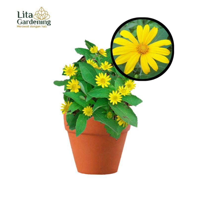 Jual Tanaman Bunga Matahari Mini/Butter Daisy | Shopee Indonesia