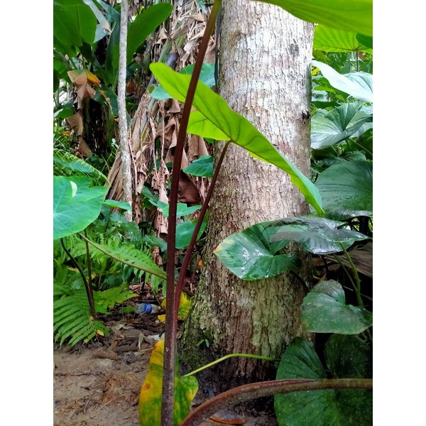 Jual tanaman hias lompong ireng | Shopee Indonesia