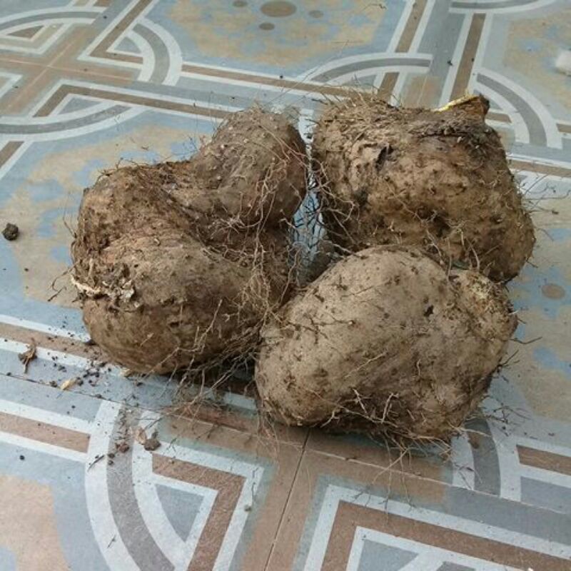 Jual Umbi gadung segar 1kg | Shopee Indonesia
