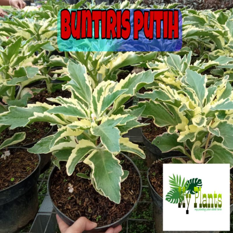 Jual Tanaman Hias Bunga Cocor Bebek Varigata Buntiris Putih Daun Rimbun ...