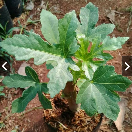 Jual Tanaman Herbal Daun Gedi ( Abelmoschus manihot L.) Bibit Gedi Daun Mustajab Mujarab pohon ...