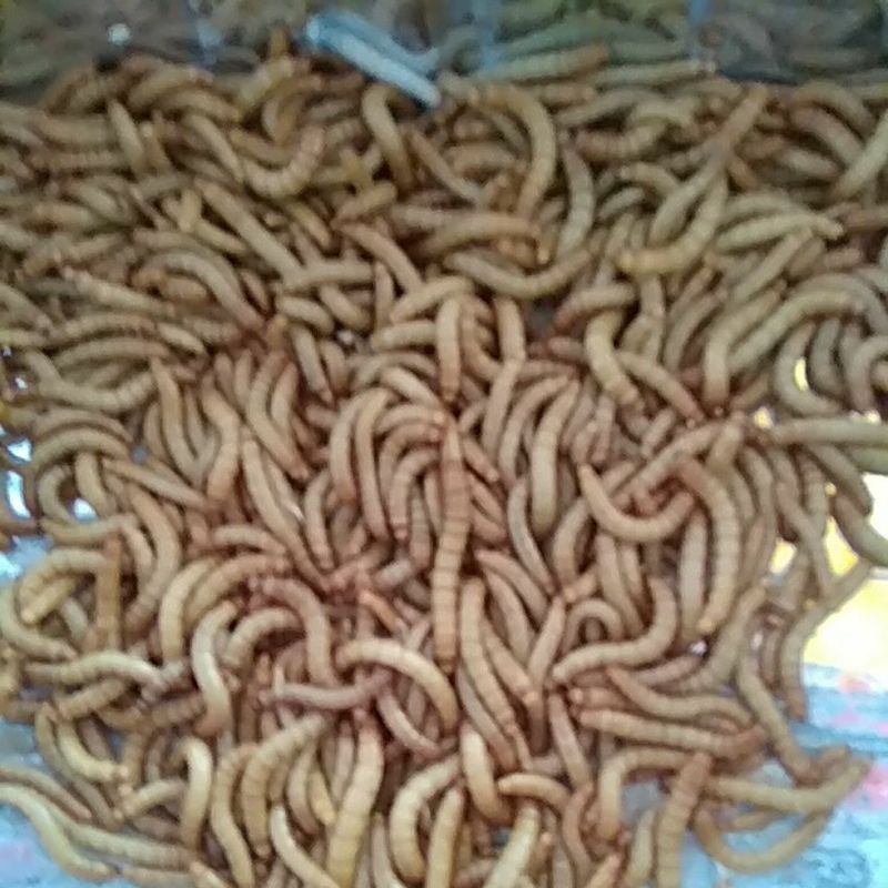 Jual ULAT HONGKONG makanan wajib burung berkicau dan ikan hias cana ...