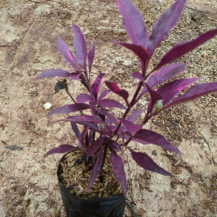Jual Pohon Erpah / Erva - Bayam Merah / Tanaman Hias Erpah - Bayam ...