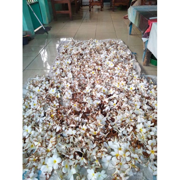 Jual Bubuk Teh Bunga Kamboja Kering 1kg Premium | Shopee Indonesia