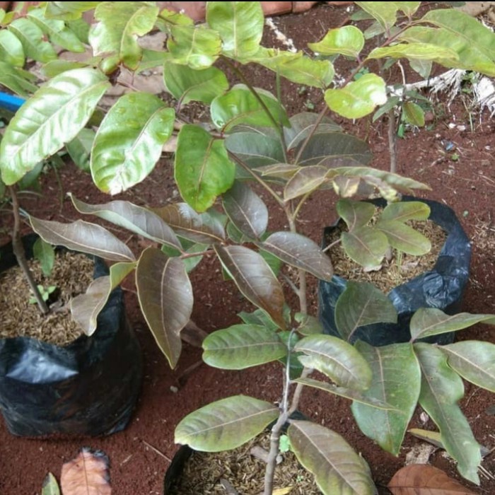 Jual pohon buah lengkeng merah / pohon buah kalengkeng merah | Shopee ...