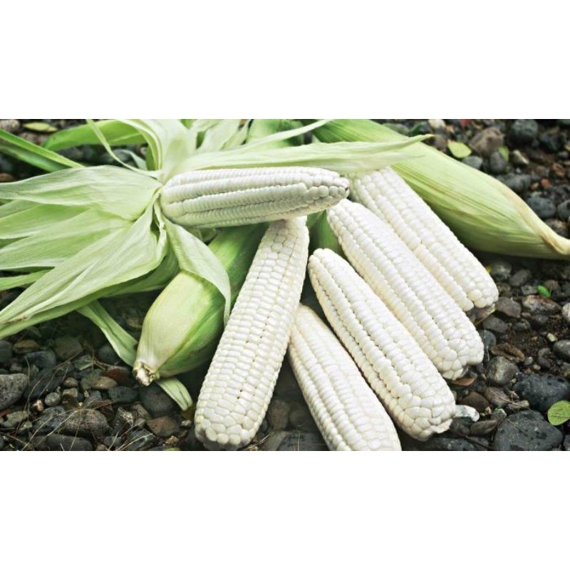 Jual BENIH JAGUNG PUTIH SUPER UNGGUL 500 G | Shopee Indonesia