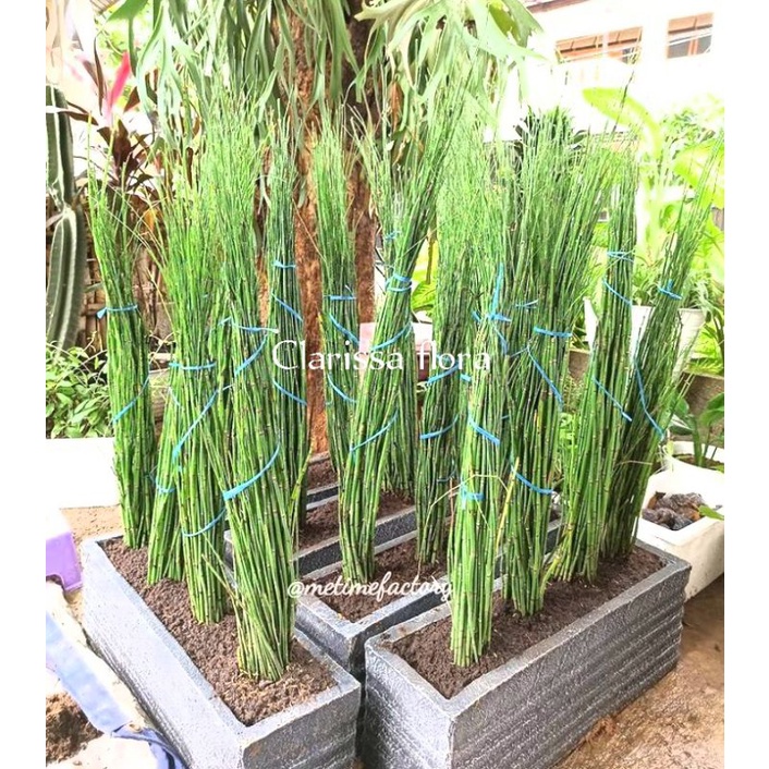 Jual Tanaman hias pohon bambu air rimbun / tanaman pohon bambu air ...