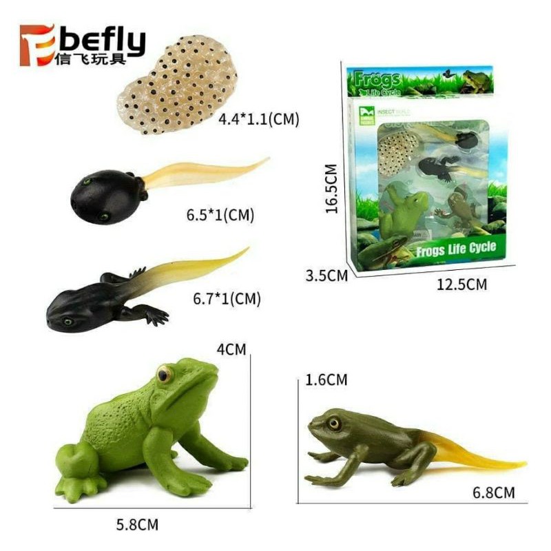 Jual Life Cycle Metamorphosis Daur Hidup Metamorfosa KATAK | Shopee ...