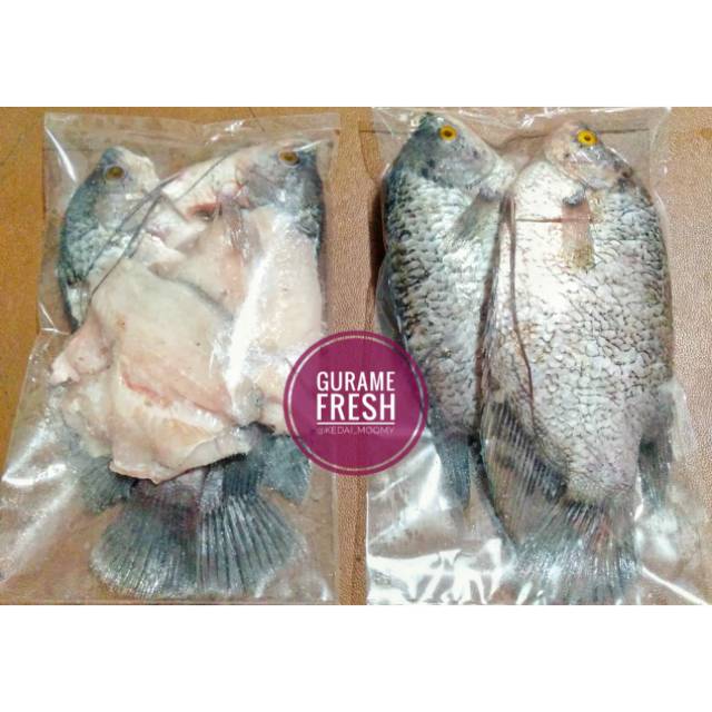 Jual Ikan gurame konsumsi | Shopee Indonesia
