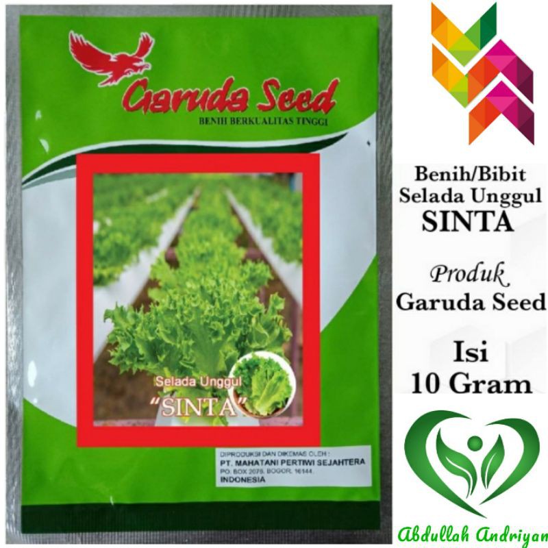 Jual Benih Selada Unggul SINTA isi 10 Gram Bibit Selada Unggulan GARUDA ...