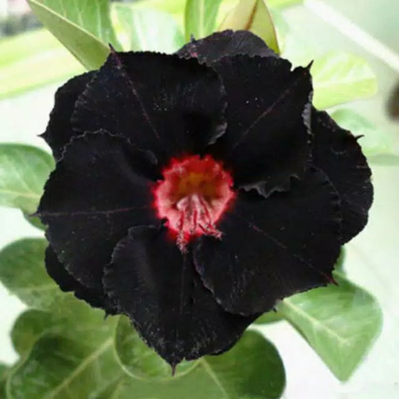 Jual adenium Kamboja Jepang bunga black dragon - bunga tumpuk - black ...