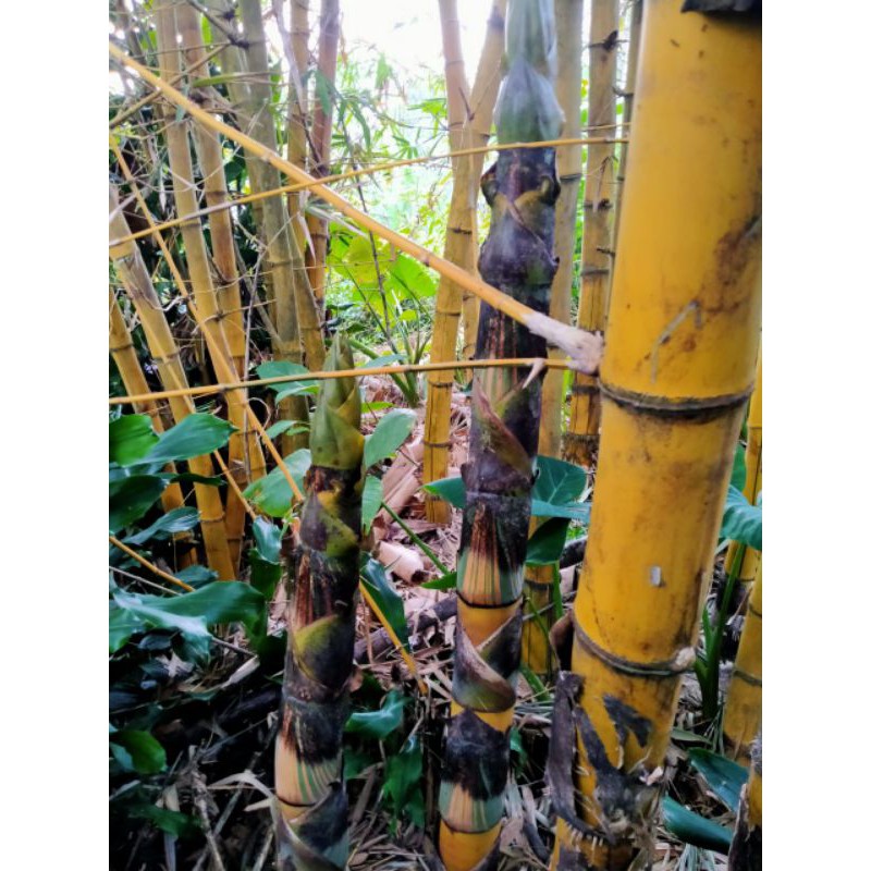 Jual Rebung bambu kuning asli murah | Shopee Indonesia