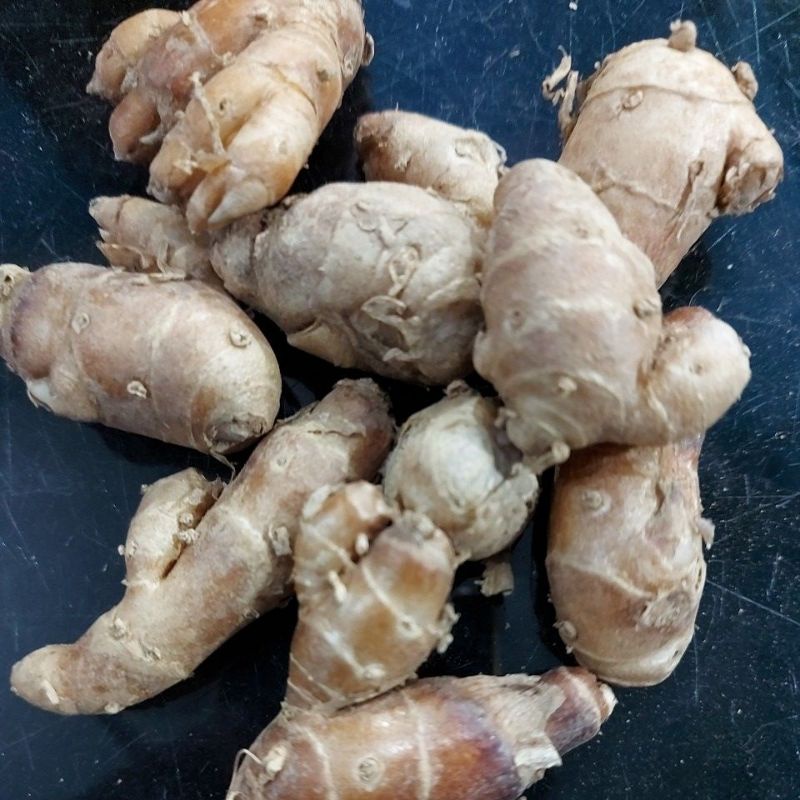 Jual KENCUR FRESH UKURAN SEDANG, KECIl 1KG | Shopee Indonesia