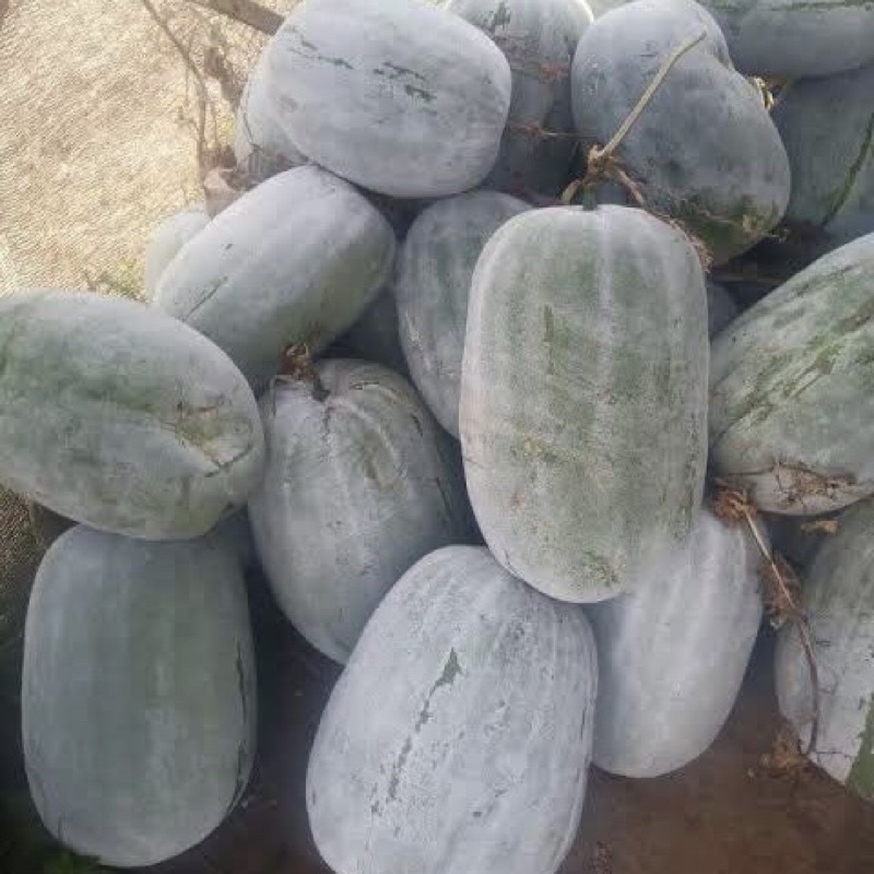 Jual BUAH KUNDUR / BUAH BLIGO / WINTER MELON Fresh From Kebun Sendiri ...