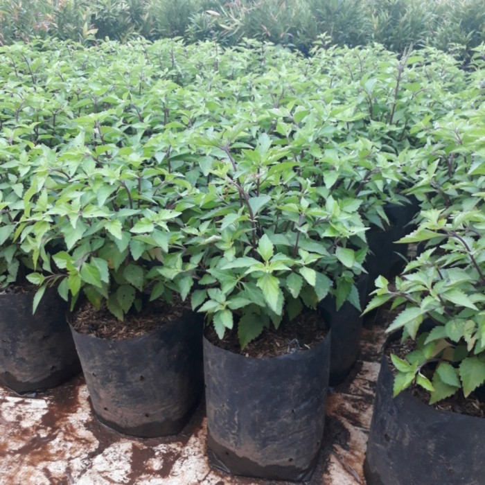 Jual tanaman herbal daun min AM TAMAN | Shopee Indonesia