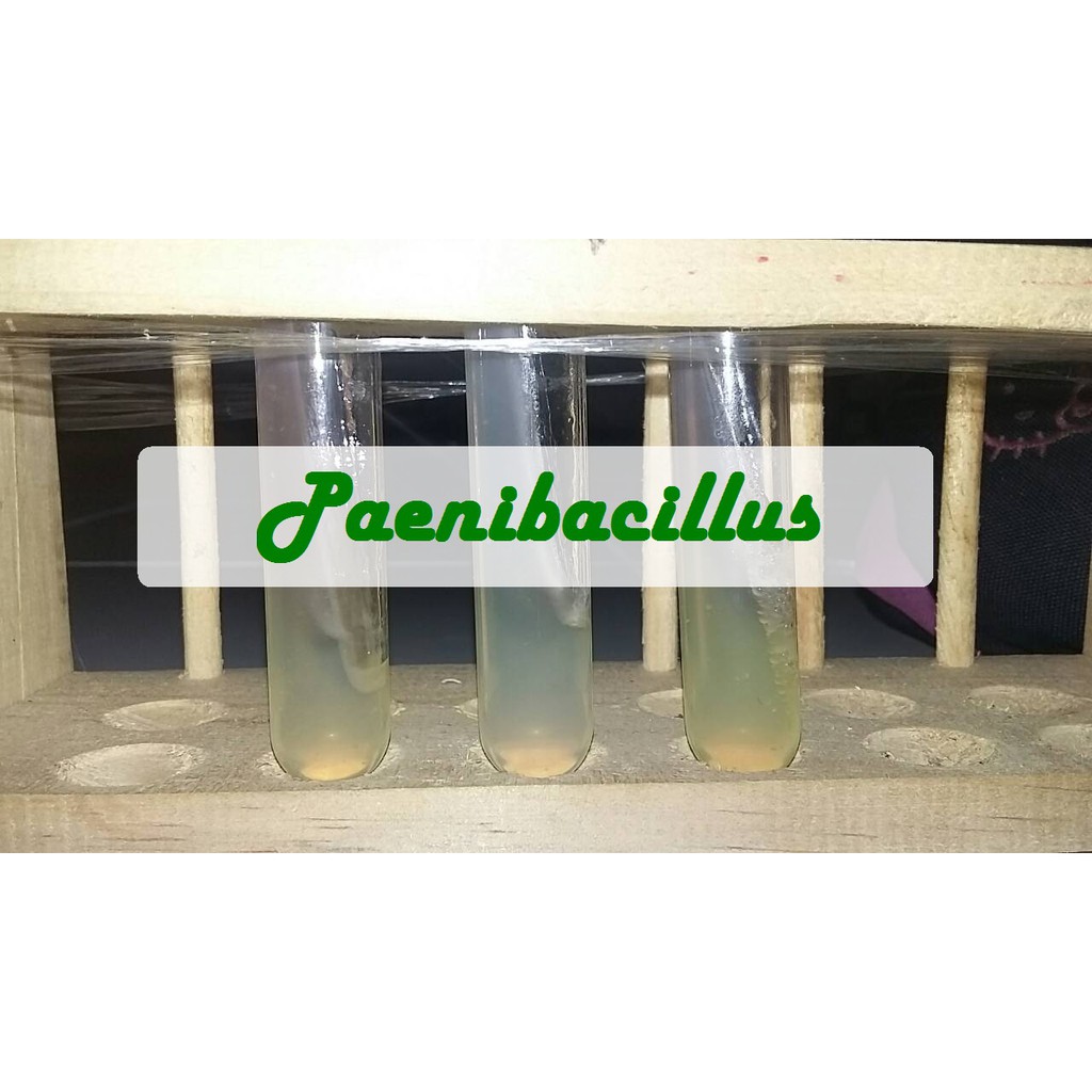 Jual Biakan Paenibacillus Murni Isolat Paenibacillus | Shopee Indonesia