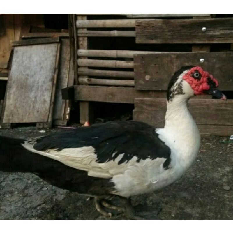 Jual bebek entok jantan dewasa | Shopee Indonesia