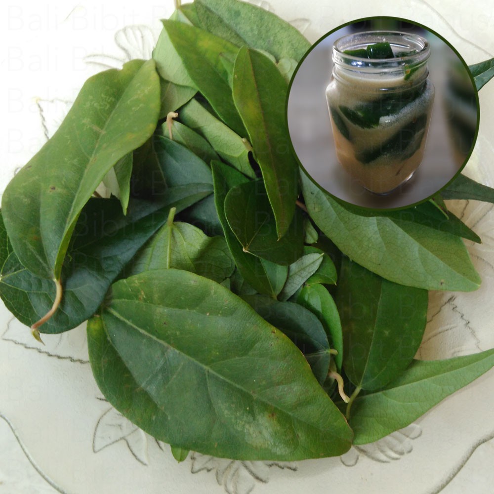 Jual Daun Cingcau Rambat - Daluman Segar 50gr | Shopee Indonesia