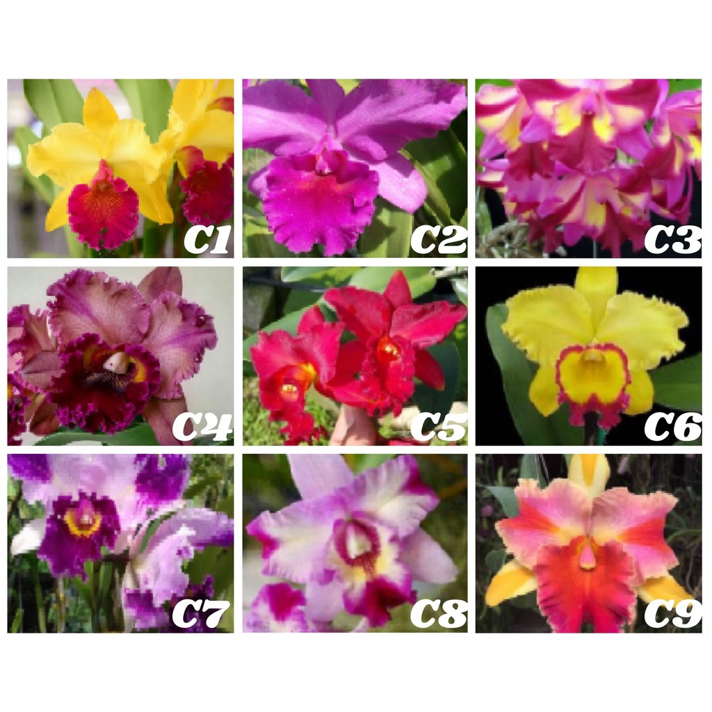 Jual Anggrek Cattleya Seedling Bunga Besar | Shopee Indonesia