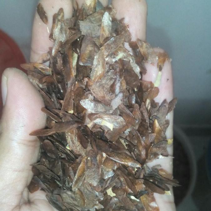 Jual Benih Suren 250 Gram (Toona Sureni) | Shopee Indonesia