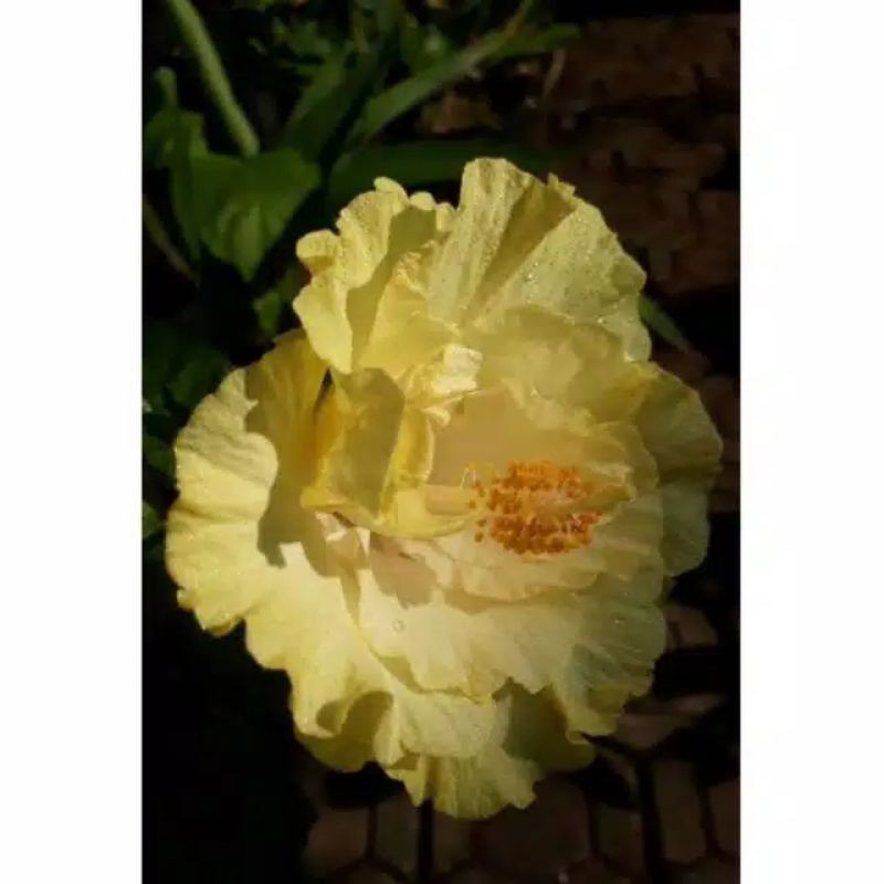 Jual tanaman bunga sepatu kuning tumpuk | Shopee Indonesia