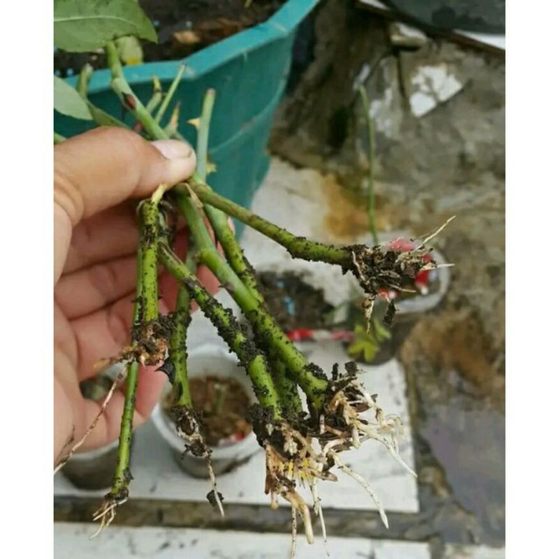 Jual KEBUN DZAKI - Bibit Stek Mawar Bunga Merah 10cm | Shopee Indonesia