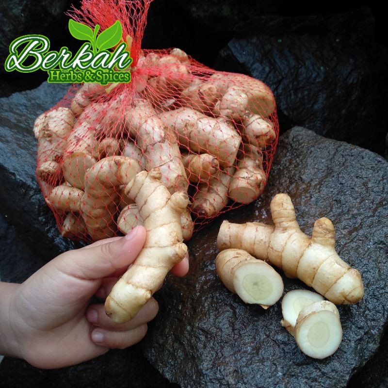 Jual Temu Putih Segar 1kg Temu Putih asli Temu Putih Fresh Herbal ...
