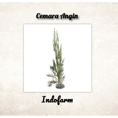 Jual Tanaman Cemara Angin | Shopee Indonesia