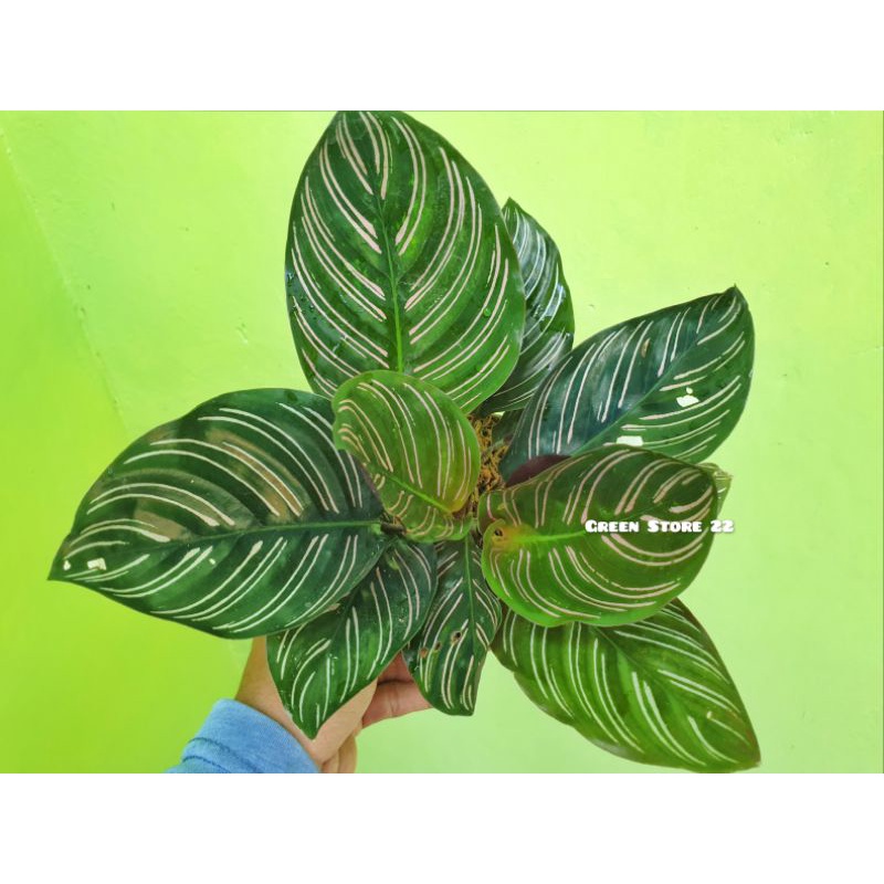 Jual Calathea Pin Stripped Calathea Keren | Shopee Indonesia