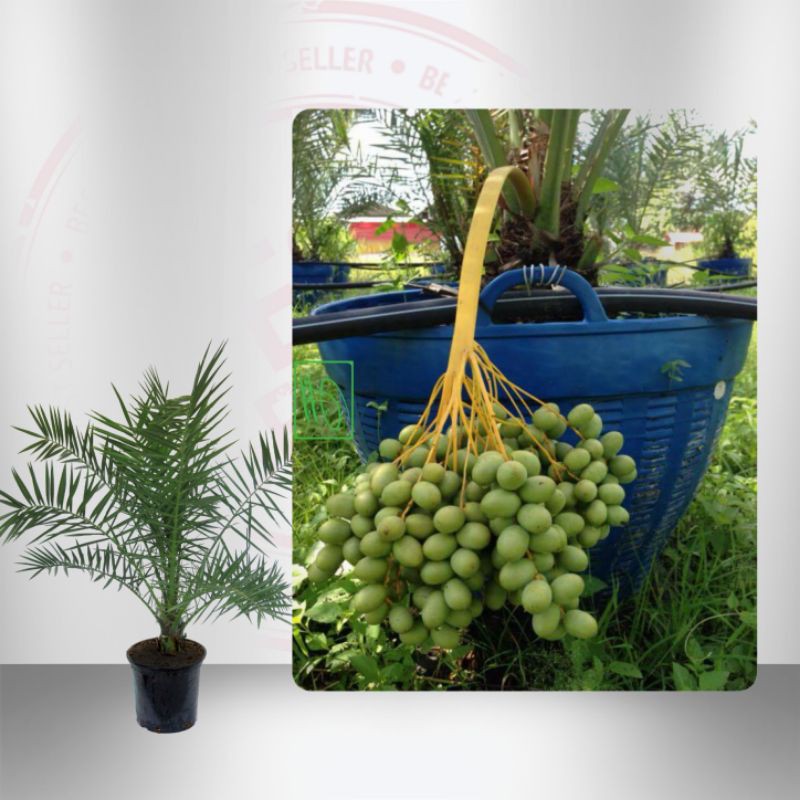 Jual TANAMAN BUAH KURMA HYBRID TROPIS KL1 DEWASA | Shopee Indonesia