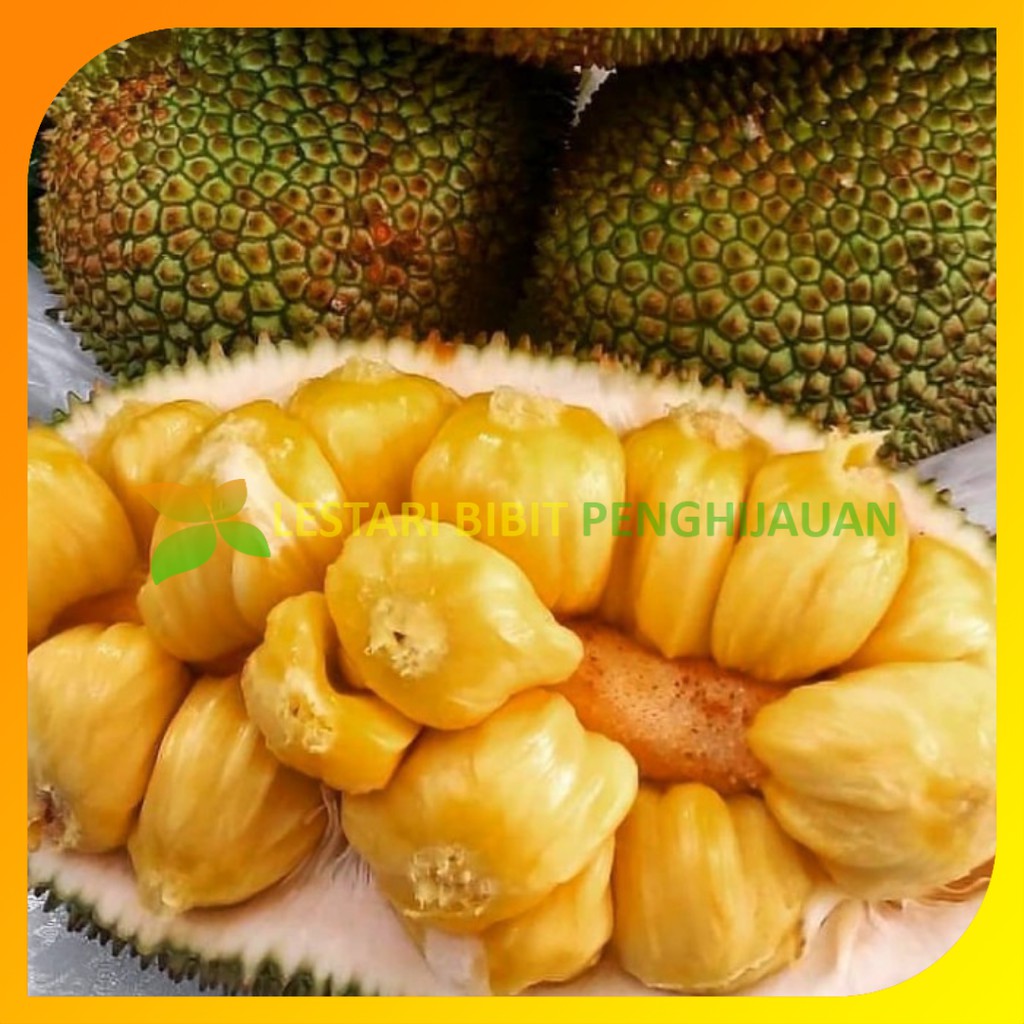 Jual Jual Bibit Tanaman Cempedak King Hasil Okulasi Cepat Berbuah ...