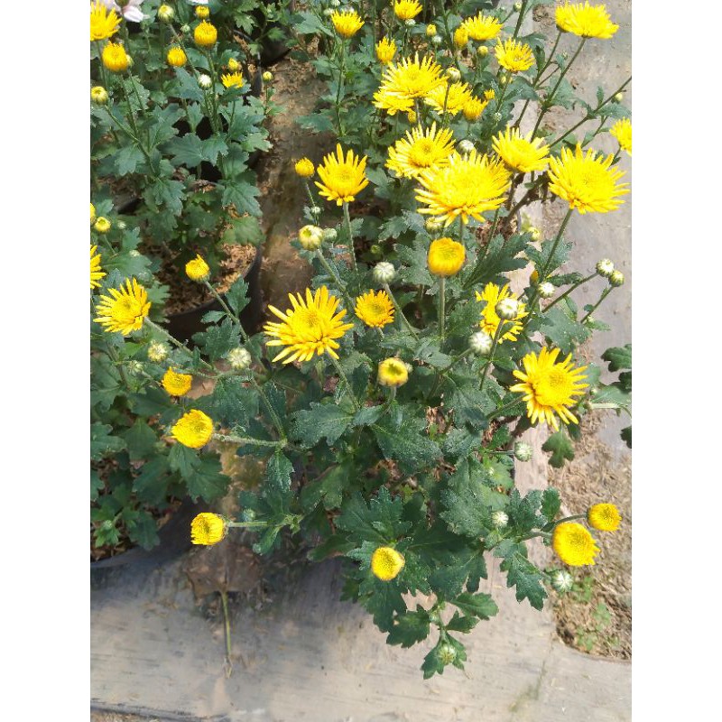 Jual ASTER BUNGA KUNING RIMBUN ISI 3 POHON | Shopee Indonesia