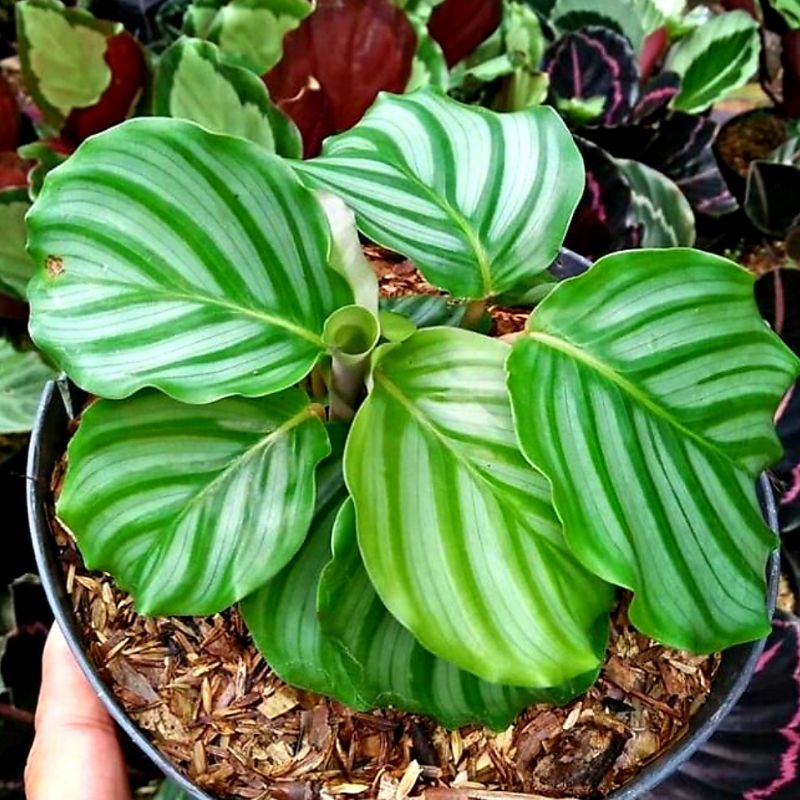 Jual Calathea Orbyfolia Bunga Calathea tanaman calathea calathea murah ...