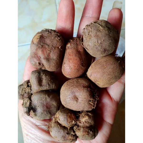 Jual kentang hitam | Shopee Indonesia