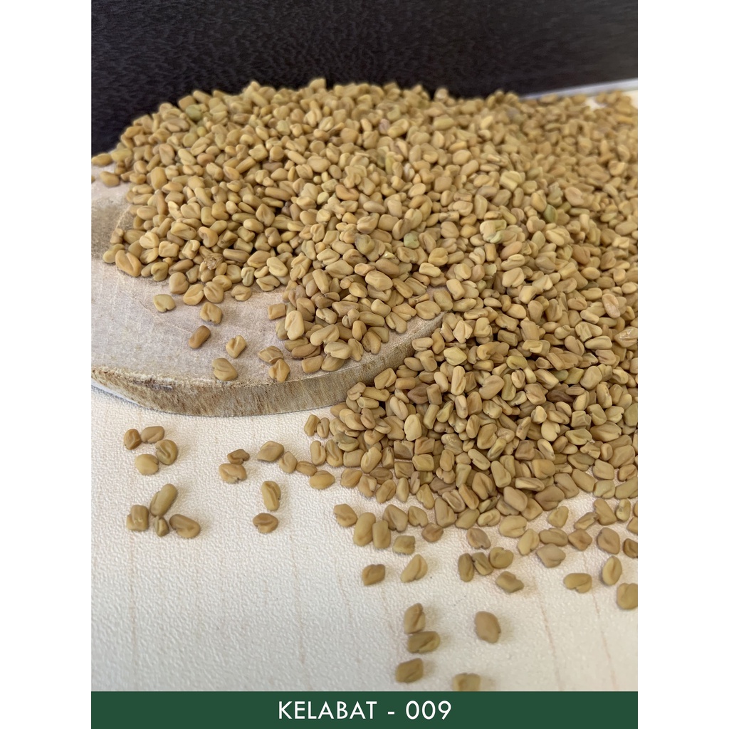 Jual Biji Kelabat - 1 Kg | Shopee Indonesia