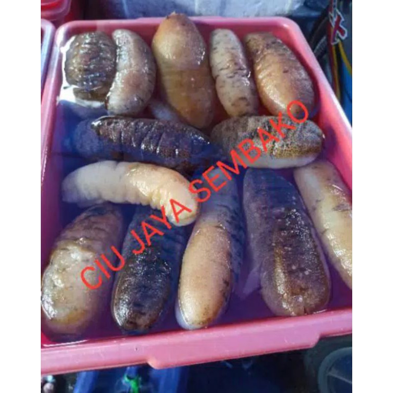 Jual TERIPANG / HAISOM / TERIPANG BELITUNG / HAISOM BELITUNG / HOISYEM ...