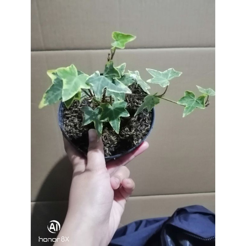 Jual Tanaman Hias Ivy Rambat Varigata Kuning | Shopee Indonesia