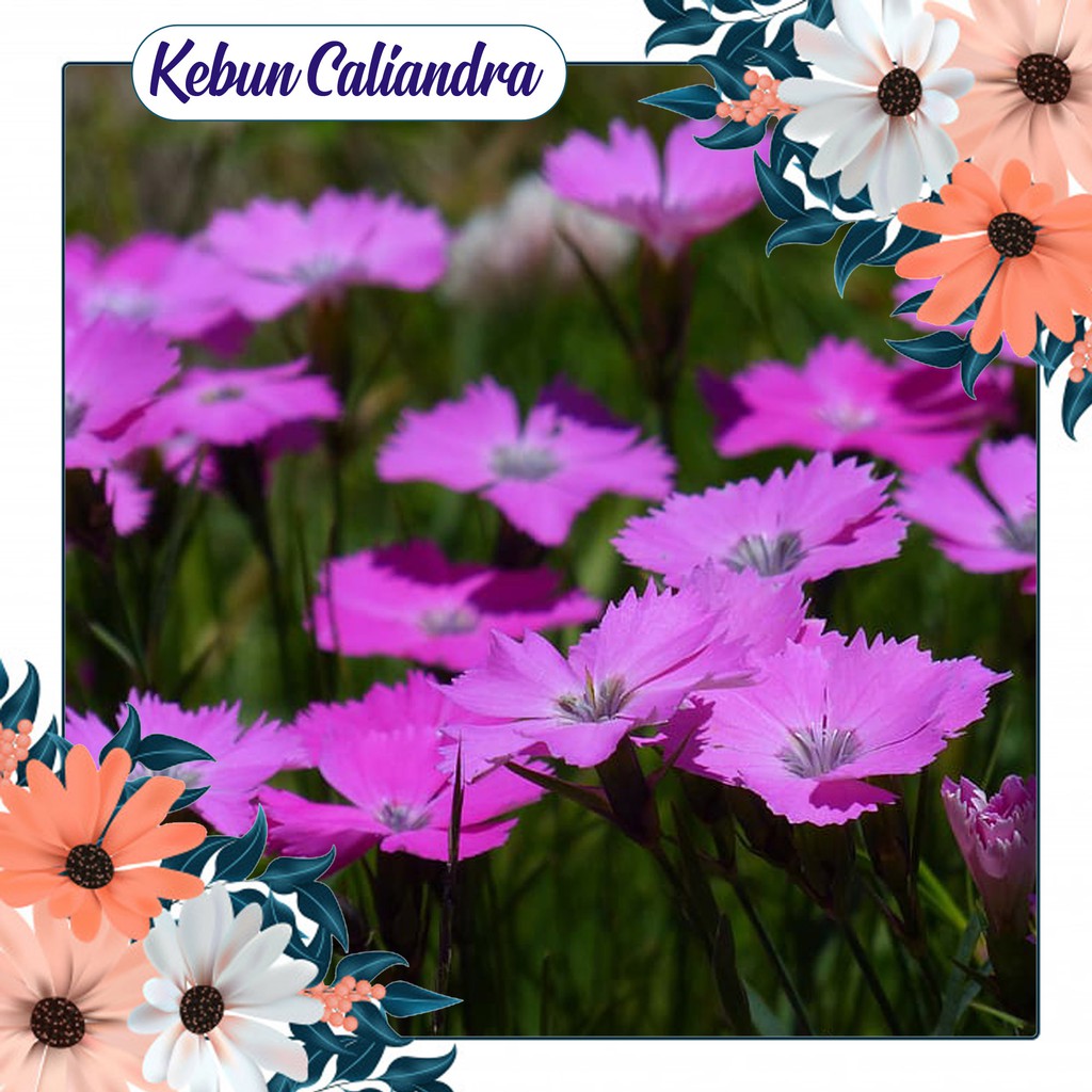 Jual Kebun Kaliandra - Bunga Anyelir Ungu. | Shopee Indonesia