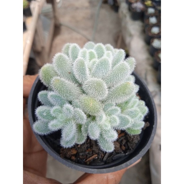 Jual sedum intoni claster | Shopee Indonesia