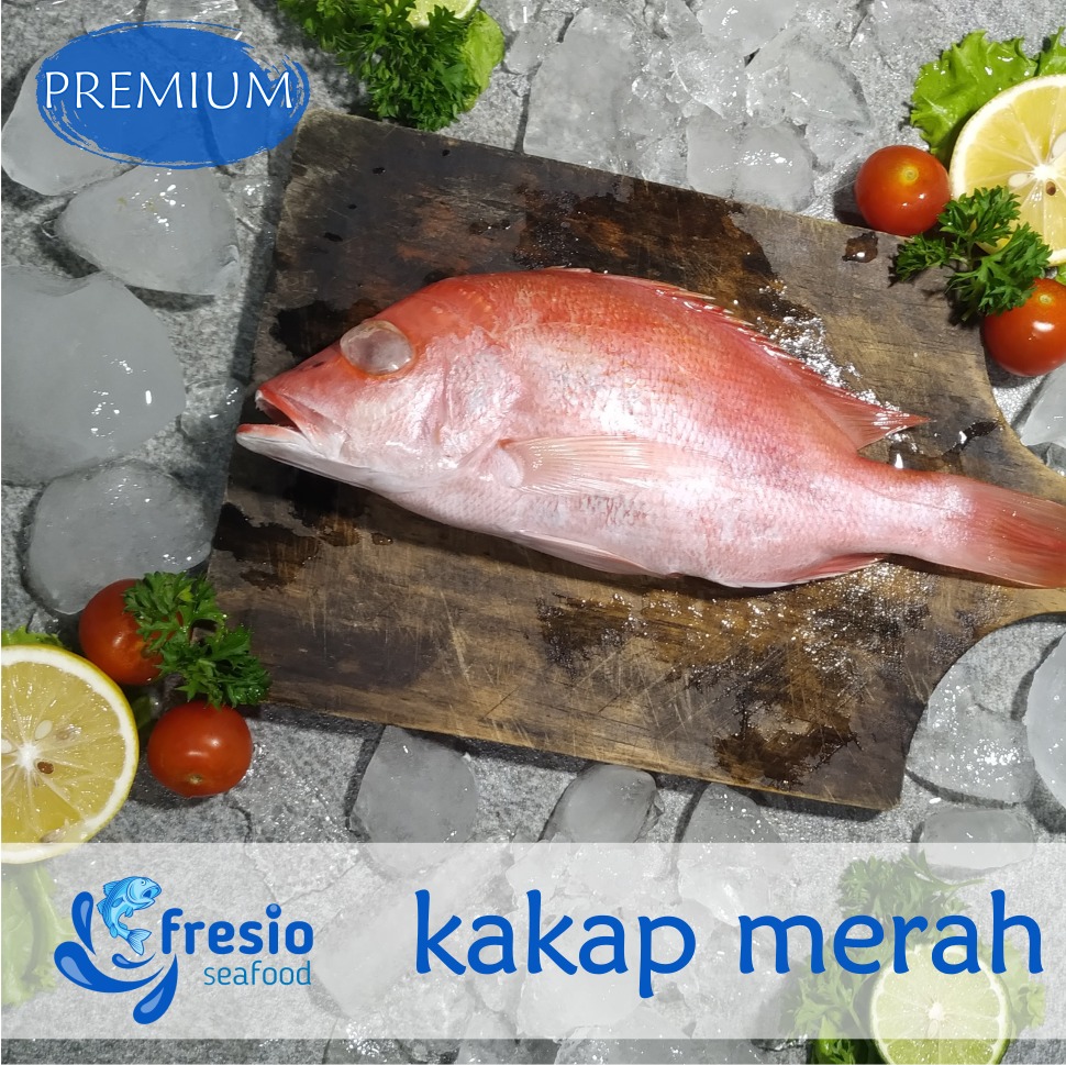 Jual PAKET KHUSUS Ikan Kakap Merah PREMIUM LOKAL Segar dan Bergaransi ...