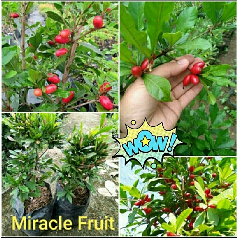 Jual MIRACLE FRUIT | Shopee Indonesia
