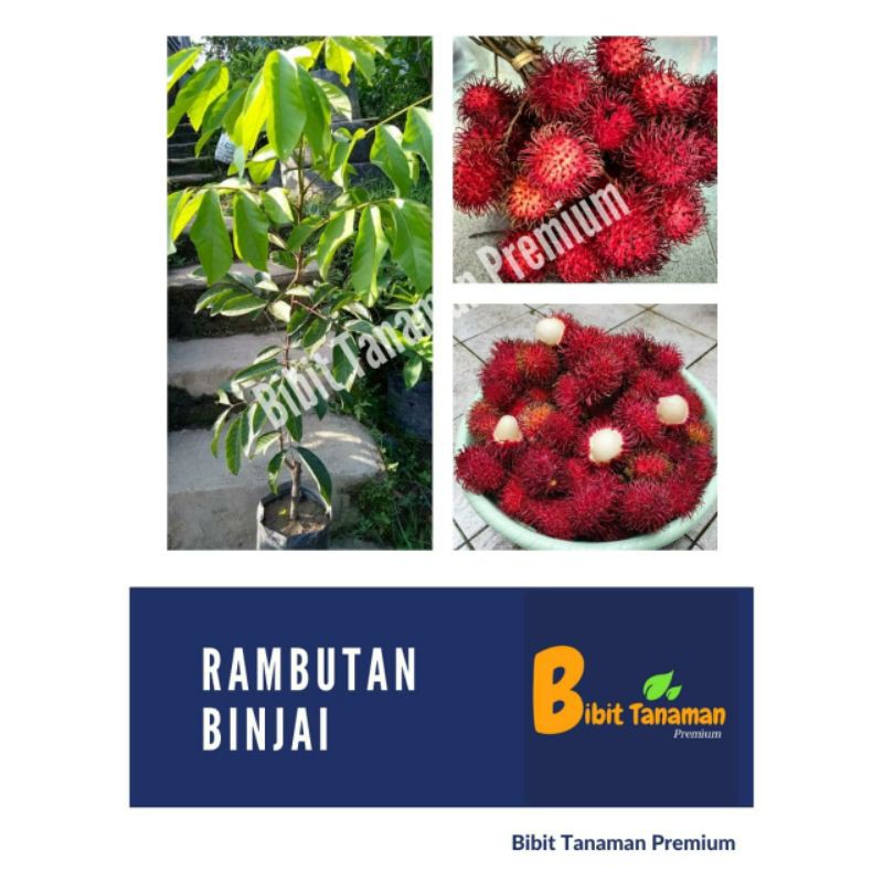 Jual BIBIT RAMBUTAN BINJAI (BIBIT TANAMAN PREMIUM) | Shopee Indonesia