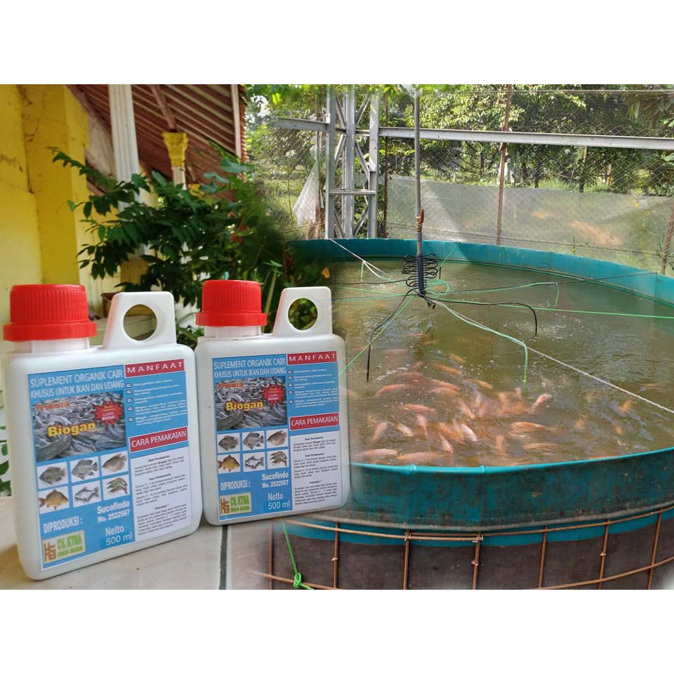 Jual PROBIOTIK BIOGAN UNTUK BUDIDAYA IKAN NILA (Kemasan 500ml) | Shopee ...