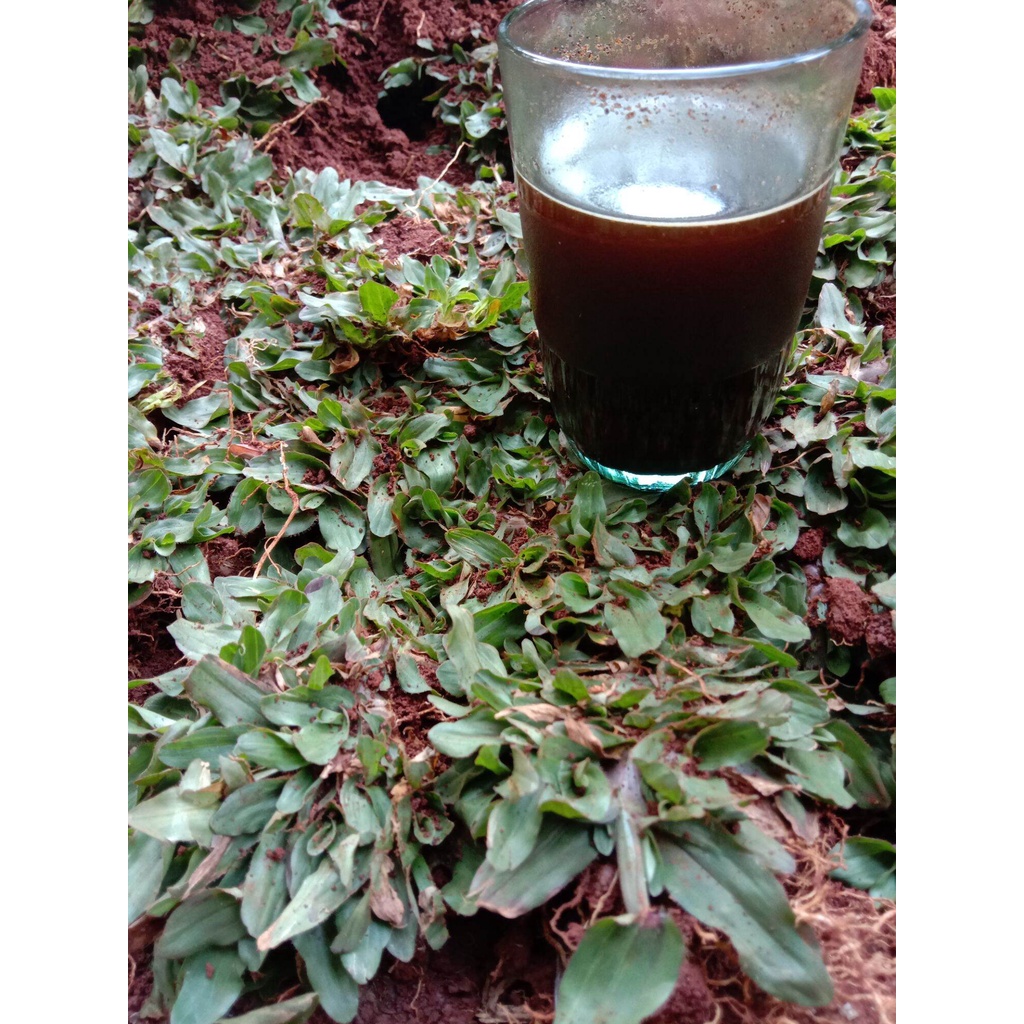 Jual tanaman rumput gajah mini/ (1 meter x 1 meter persegi)/rumput ...