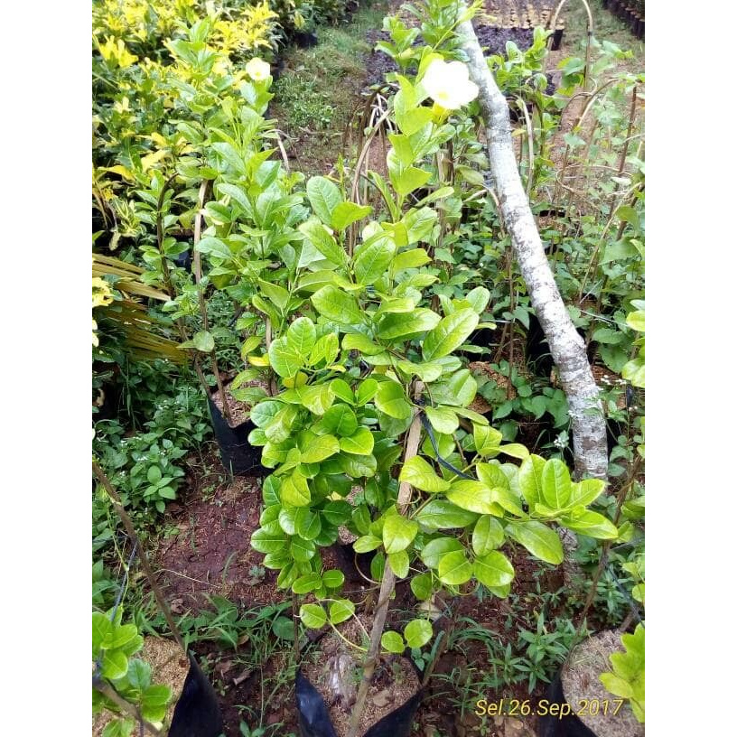 Jual Mandevilla tanaman bunga rambat | Shopee Indonesia
