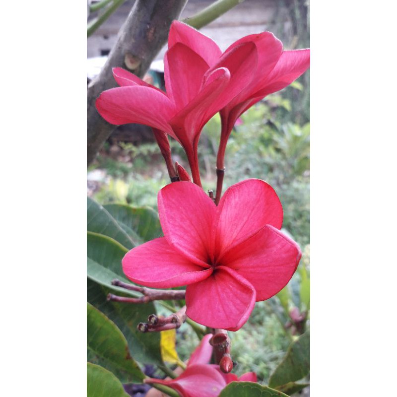 Jual Bibit Tanaman Hias Kamboja Bali Bunga Merah - Pohon Kamboja Bali ...